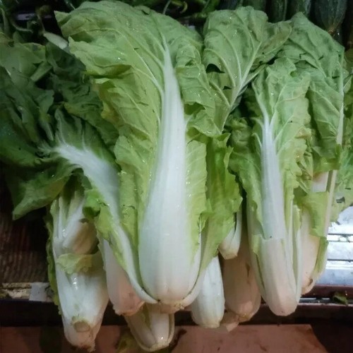 500+ Chinese Cabbage Seeds | Pak Choi Kuai Cai | Fast-Growing | Non-GMO ...