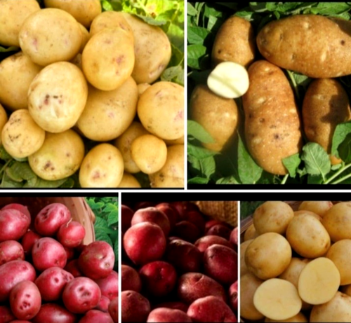 Seed Potatoes Yukon Gold Red Russet 2 lbs Mix Potato Sprouted Ready for ...