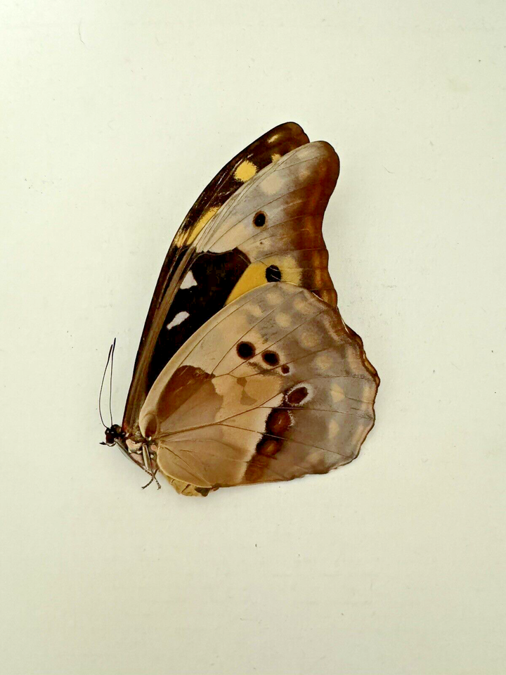 MORPHIDAE- MORPHO RHETENOR HELENA FEMALE A1- GOOD CONDITION UNMOUNTED ...