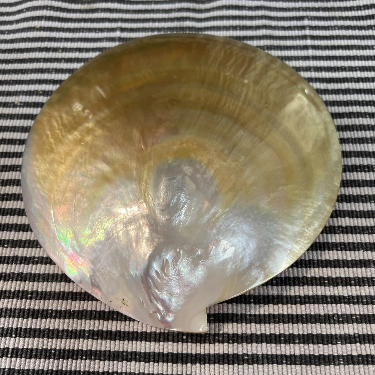 Mother Of Pearl Shell Photography