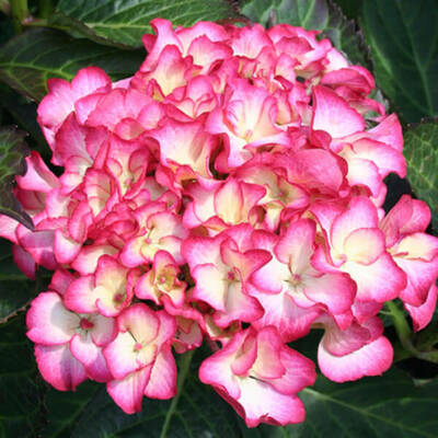 **FIREFLY**Hydrangea Starter Plant**USA SELLER** | eBay