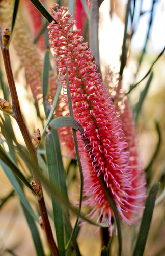 5 X NATIVE PINK HAKEA SEEDS-EMU TREE-PINK FLOWERS-LANDSCAPE GARDEN ...