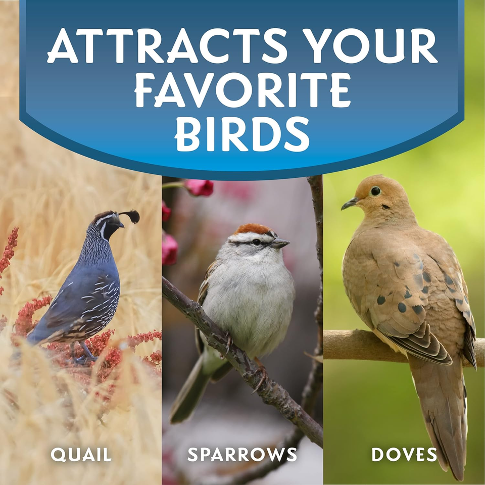 Dove & Ground Feeding Wild Bird Food, Quail, Pigeon and Dove Food Seed ...