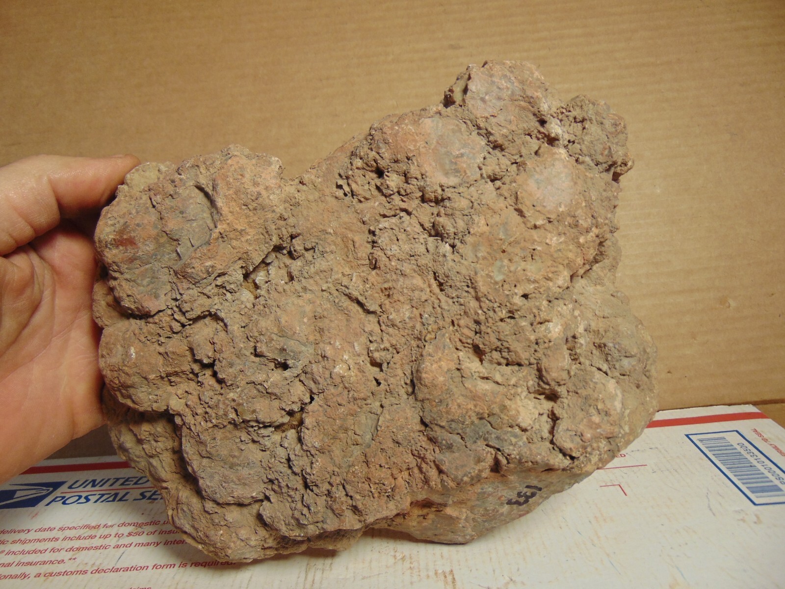 COPROLITE FOSSIL DINOSAUR POOP NICE LARGE SIZE BADLANDS SOUTH DAKOTA ...