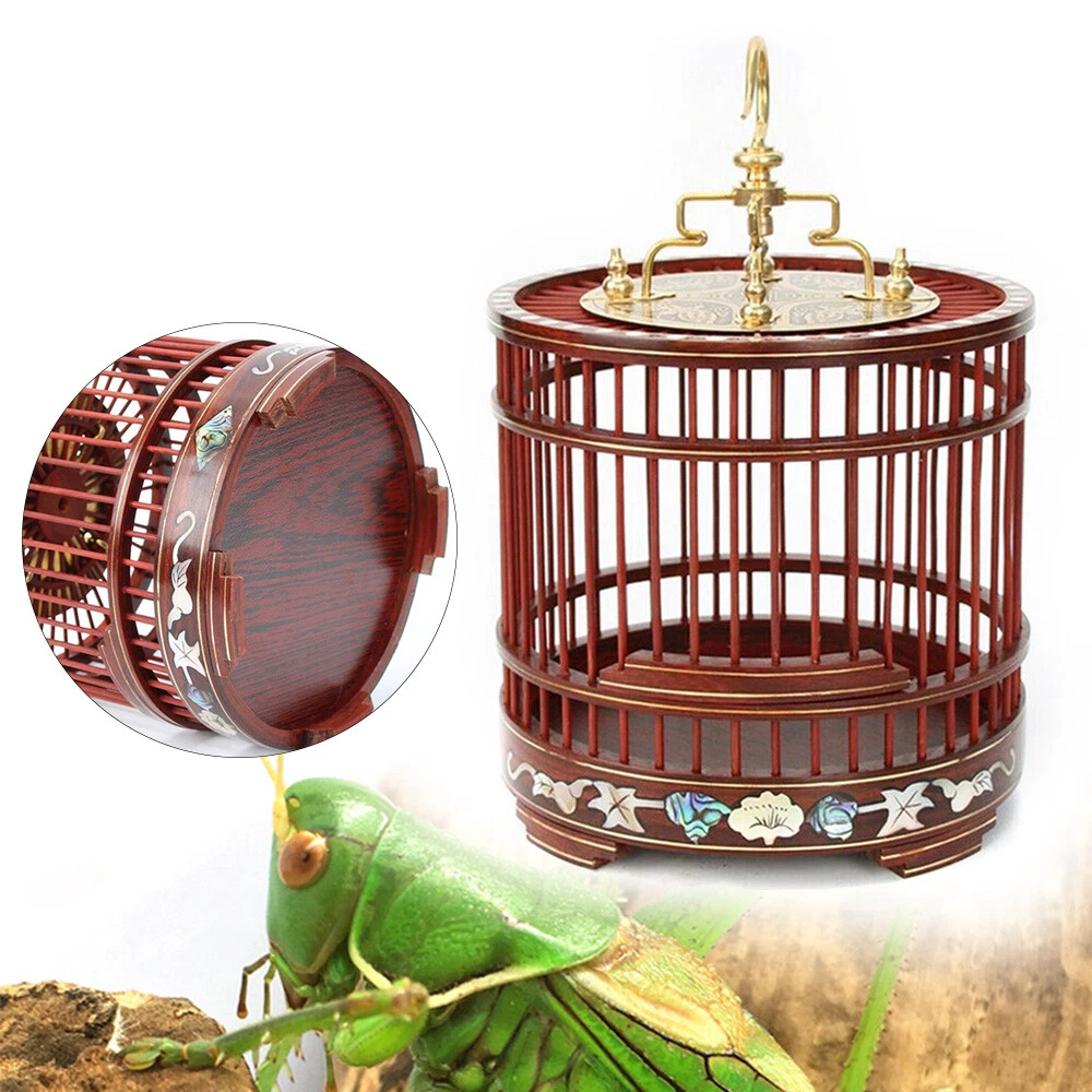Chinese Pet Cricket