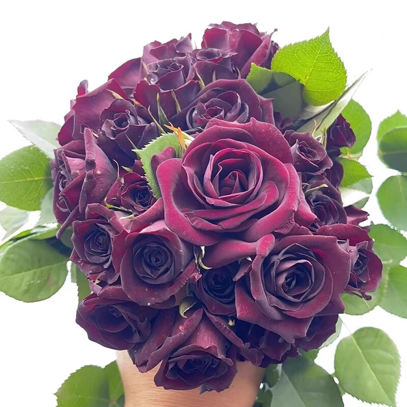 100 EXOTIC RARE Purple ROSE SEEDS home garden flower seeds | eBay