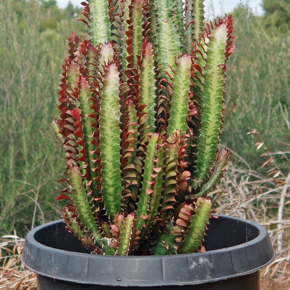 African Milk Tree - Euphorbia trigona 'Rubra' cactus Cacti Succulent ...