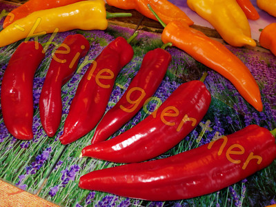 SPITZPAPRIKA ROT PAPRIKA ROTER SPITZER GEMÜSEPAPRIKA SPITZ 10 SAMEN ...