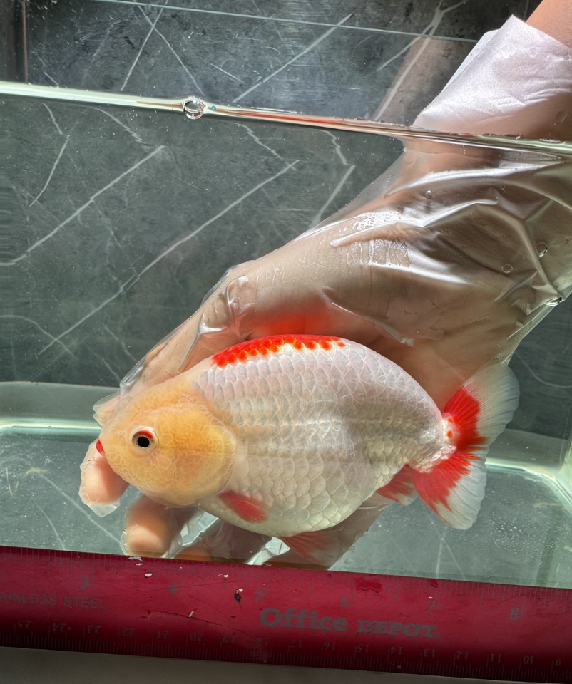 Top Quality Ranchu Goldfish (4.5 Inches) | eBay