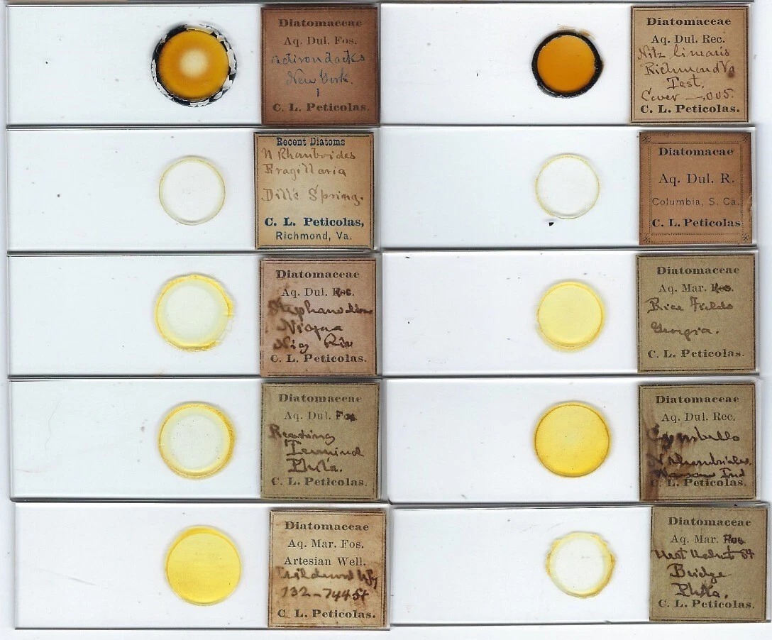 Diatom Slide