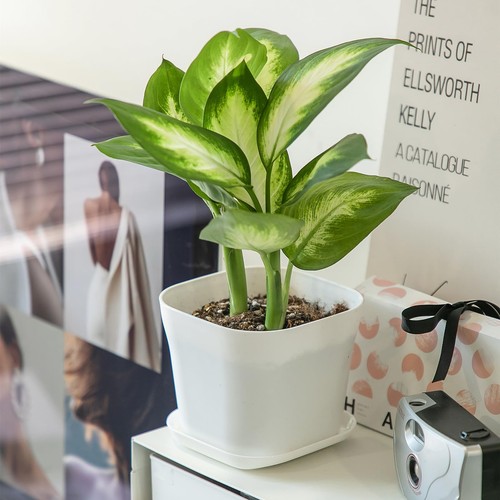 Small Pots for Plants 4 inch Plant Pot Indoor Square Mini Plastic ...