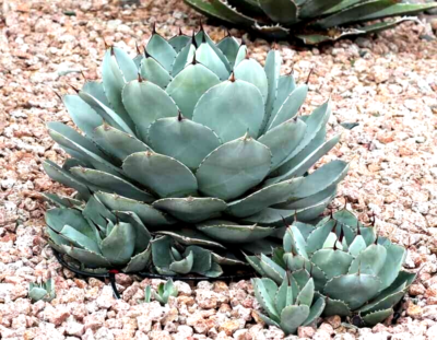 Cold Hardy Agave Cactus Hardy Agaves. Information On Growing Agaves In