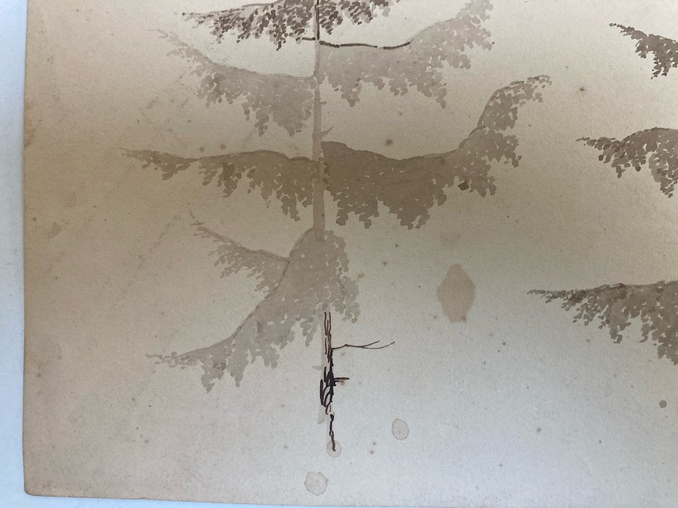 Very Nice Drawing Xixth 1820 Ink Lavis Study Antique Shaft Fir Tree Art ...