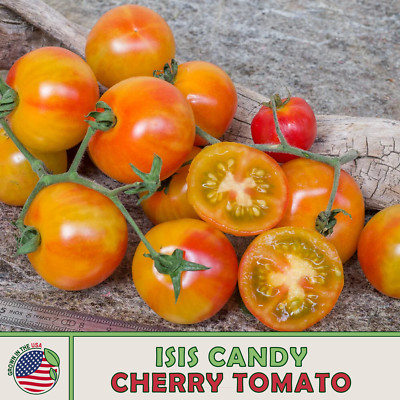 10 Isis Candy Cherry Tomato Seeds, Open Pollinated, Non-GMO, Genuine ...
