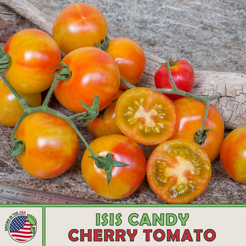 10 Isis Candy Cherry Tomato Seeds, Open Pollinated, Non-GMO, Genuine ...
