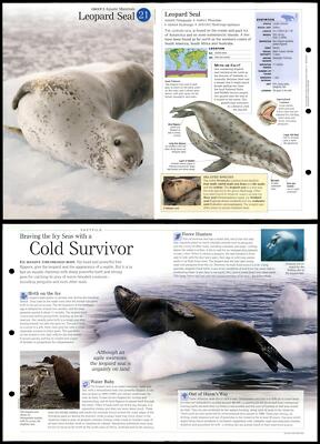 Leopard Seal #21 Aquatic Mammals - Discovering Wildlife Fact File Fold ...