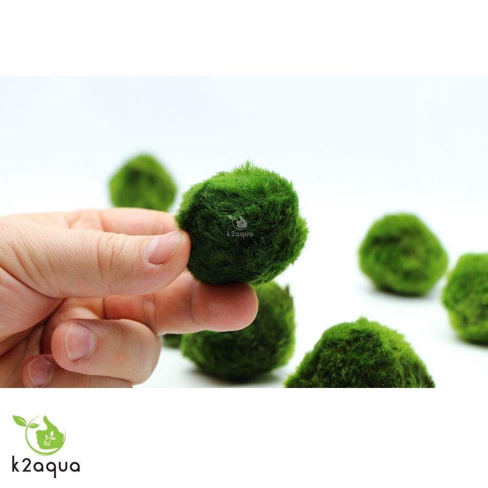 Giant Marimo Moss Ball