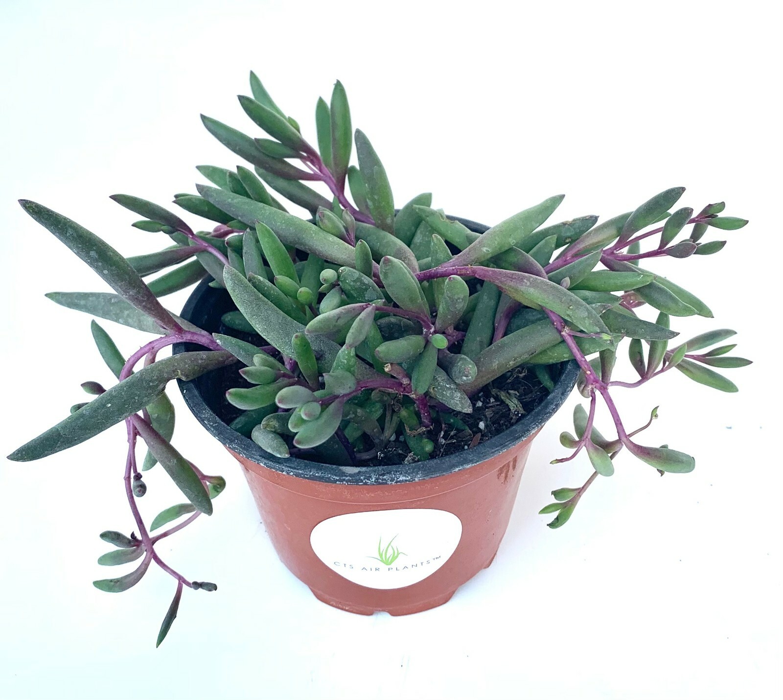 String of Pickles Succulents Othonna Capensis | eBay