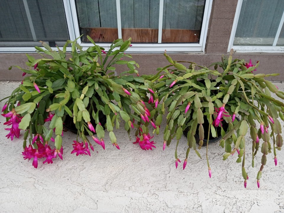 7 True Christmas Cactus Pink Schlumbergera Zygocactus Leaf - Ready to ...