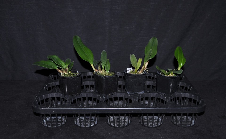 Bulbophyllum binnendijkii x Bulb. frostii vigorous new wild hybrid ...