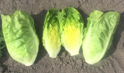 Little Gem Lettuce Plug Plants "Grow Your Own" Salad 'Eco Friendly ...