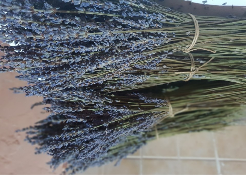 Greek Dried Lavender Bunch 300 stems 1 bunch 30-32 cm Organic Harvest ...
