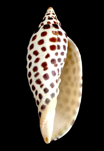 #302 Specimen SCAPHELLA JUNONIA SHELL 114 MM, HEARTY DARK SPOTTING | eBay