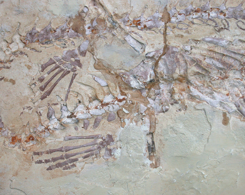 Perm Mesosaurus tenuidens Saurier in "Caramel"-Erhaltung Brasilien FL ...