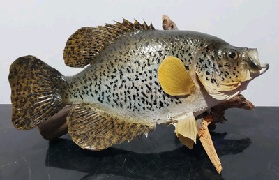 12 Inch Northern Crappie Fish Taxidermy Mount On Drift Wood | eBay