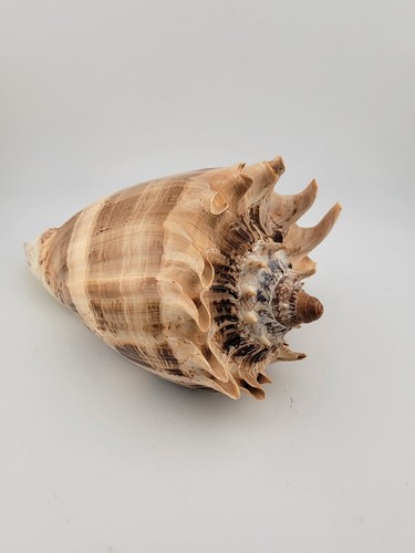 Rare Beautiful Giant Seashell Imperial volute Cymbiola imperialis 8.5 ...