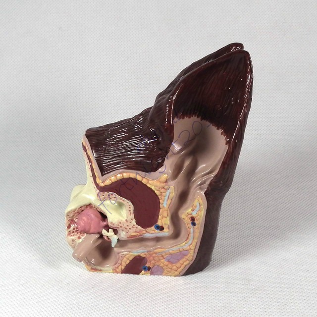Canine Ear Anatomical Model Veterinary Anatomy Dog vet display teaching ...