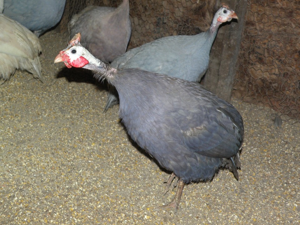 12 ASSORTED COLORS FRESH AND FERTILE GUINEA HATCHING EGGS | eBay