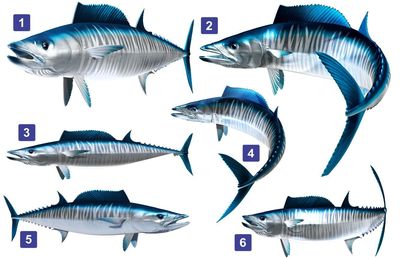 Wahoo Beautiful Vinyl Sticker Fish Decals for Boat Car Vehicle Truck ...