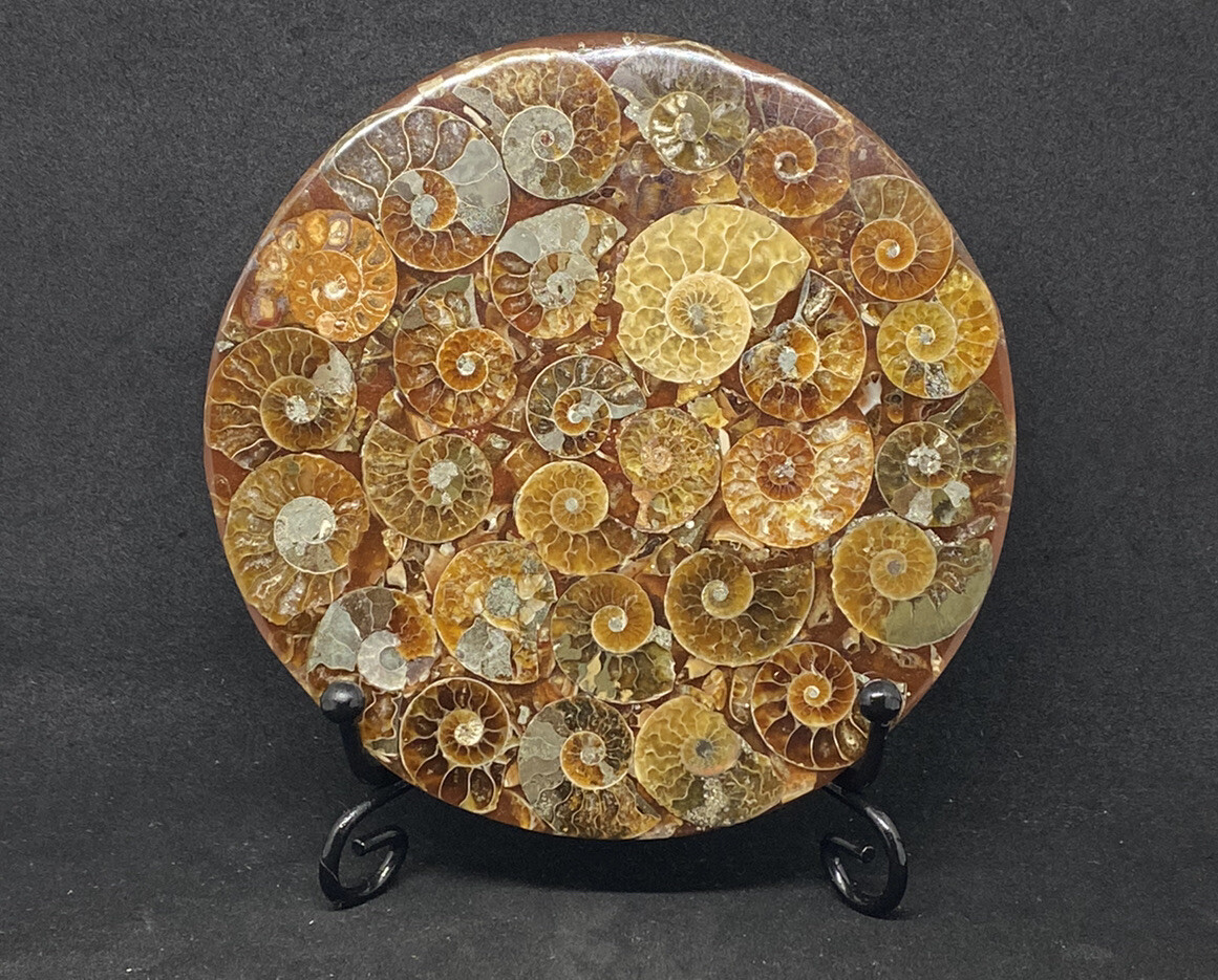 Large Fossil Disc With Natural Conch 416 Million Year Old Crystal ...
