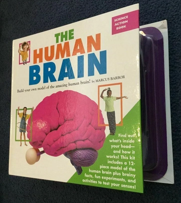 Inside The Human Brain For Kids