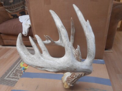 163" HEAVY typical 6x6 WHITETAIL DEER RACK Antlers mule mount taxidermy ...