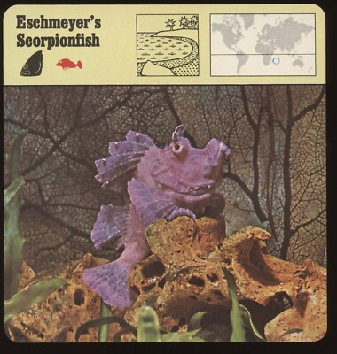 Eschmeyer's Scorpionfish Safari Cards Rencontre Fish | eBay