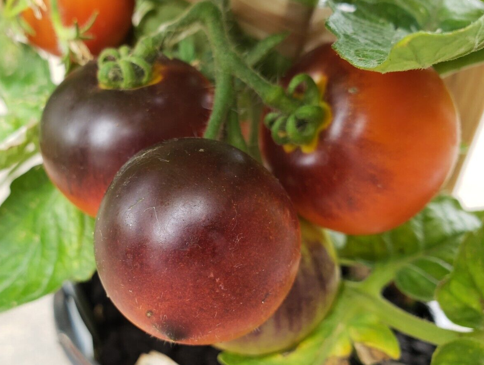 Blaue Zimmer / Blue Room Micro Dwarf Tomato (20 Seeds) - cute and tasty ...