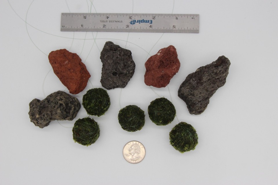 Floating Java Moss Balls Live Aquarium Plant Decoration (Buy 2 Get 1 ...