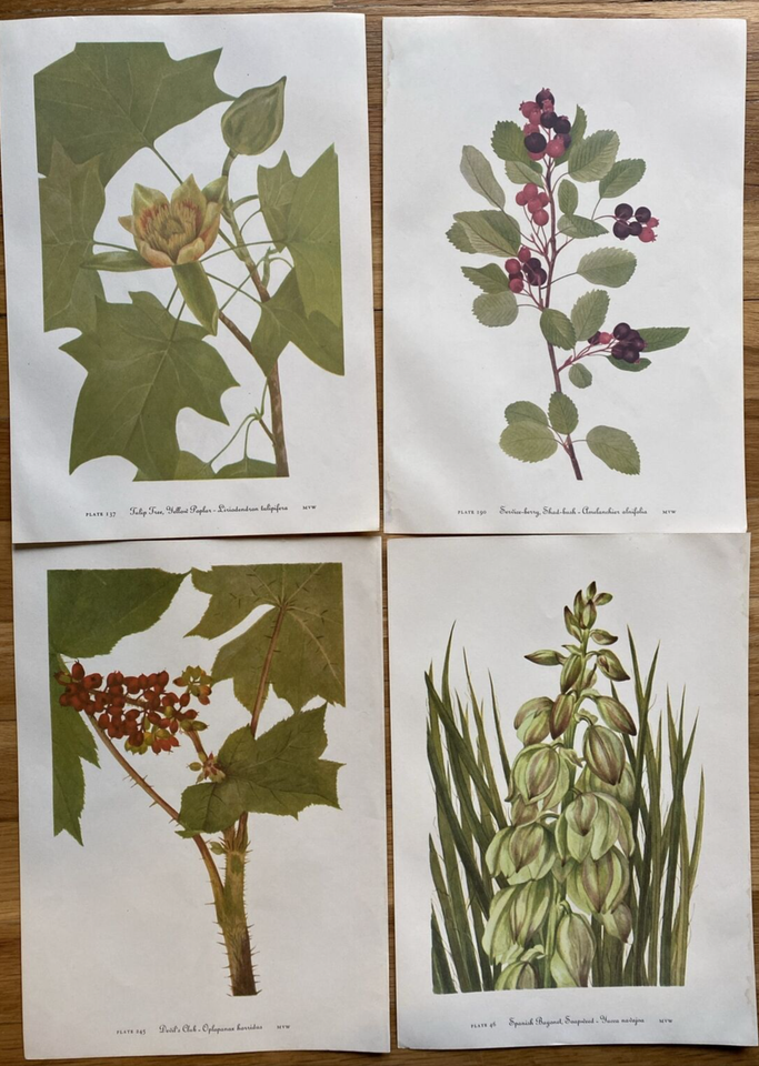 Lot of 4 Mary Walcott Botanical Flower Prints 1953 #138 | eBay