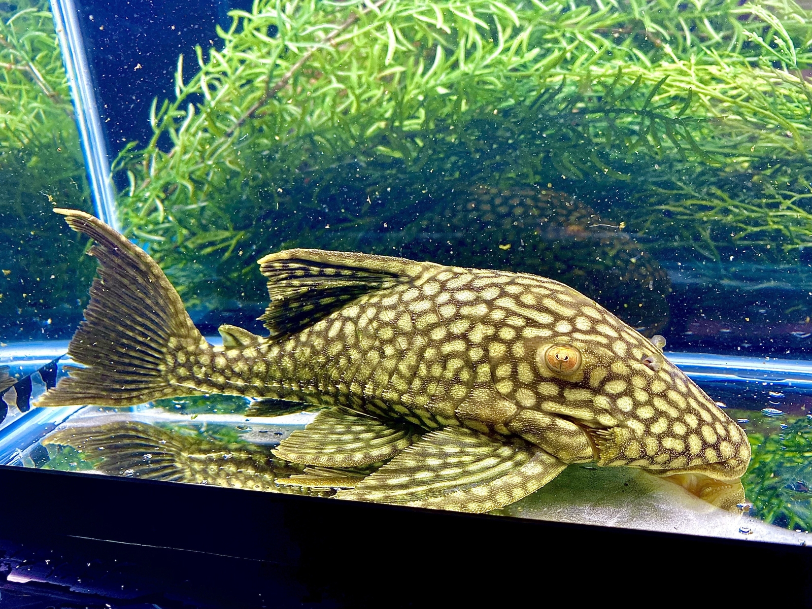 L330 Watermelon Pleco / Panaque cf. nigrolineatus - Live Freshwater ...