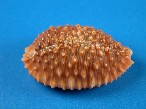 Cypraea granulata, Great Dark Color, Large, 30.8mm, Hawaii Shell | eBay