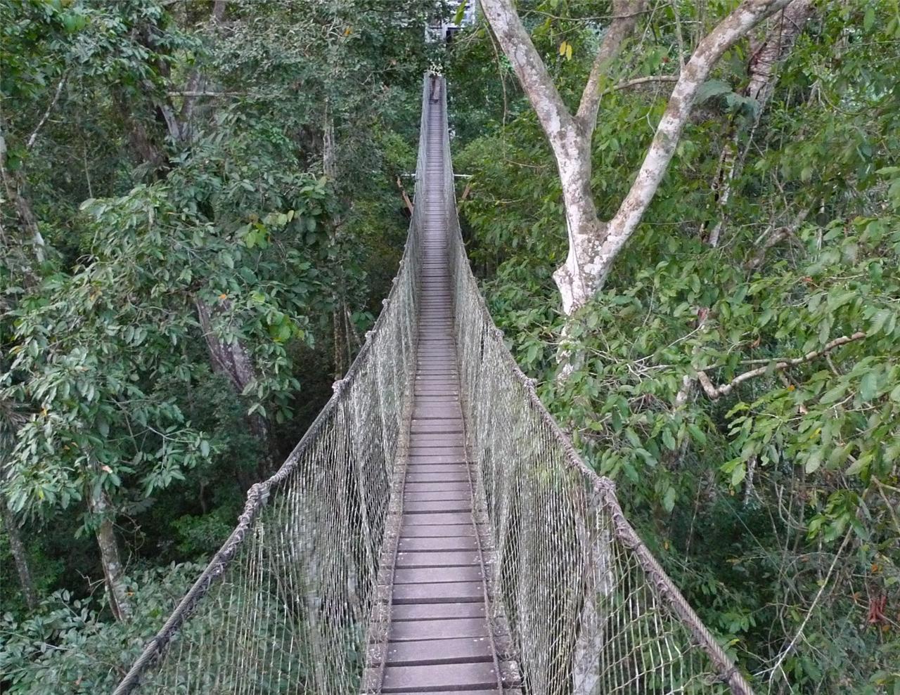 AMAZON RAINFOREST BRIDGE GLOSSY POSTER PICTURE PHOTO safari tropical ...