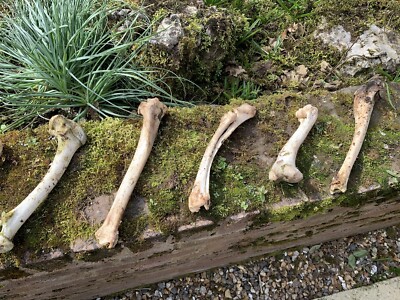 Genuine Deer Bones x 1 PYO UK Bone Seller Real Animal Bone Supplier Leg ...