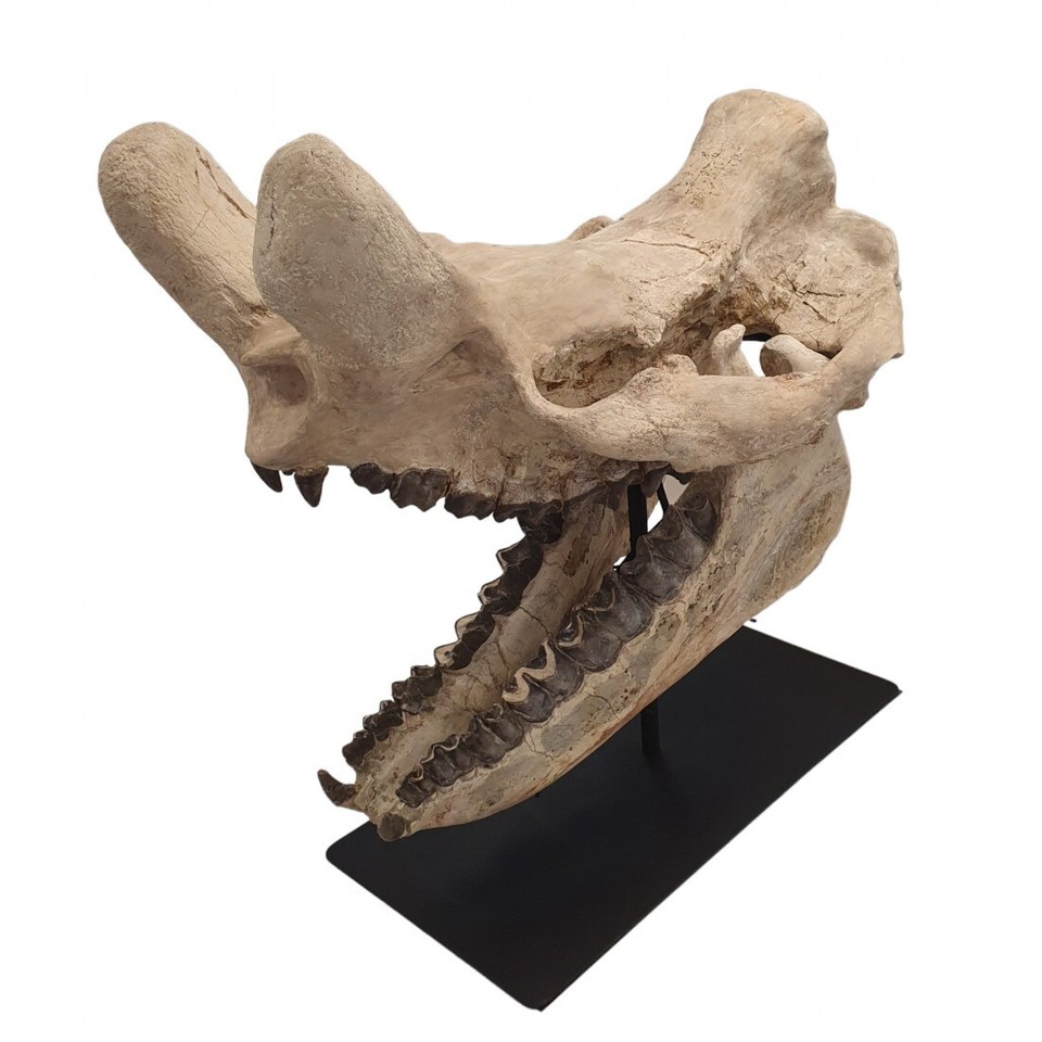 mammal fossils Bronthotherium megaceratops titanotherium oligocene SD ...