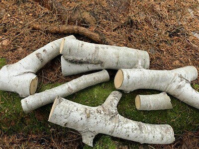 Aspen Logs, 6 count with various sizes | eBay