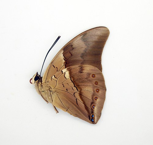 Nymphalidae - Butterfly - Prepona chromus chromus (m) - Peru, South ...
