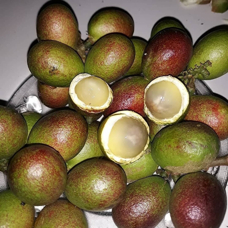 Graftedd Pometia Pinnata Matoa Papua fruit tree | eBay