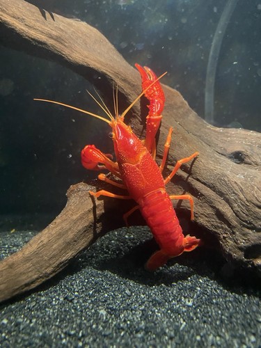 Live Neon Red Freshwater Crayfish (Procambarus clarkii) | eBay