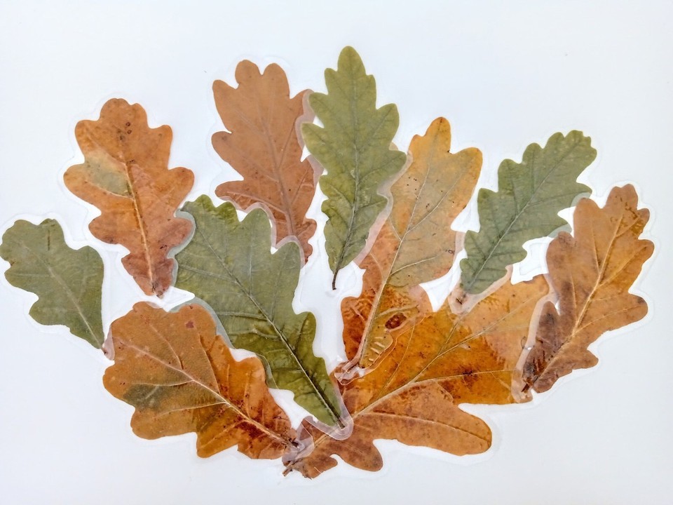 10 Real Pressed Laminated Dried Oak Leaves Oak tree leaf Learning ...